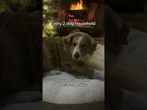 MY NAME IS JEFF #shorts #funny #pets