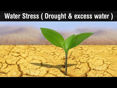 water stress | drought and water logging stress | water stress affect on plant life in Hindi