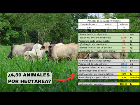 ¿Cuánto ganado podemos tener en una hectárea?