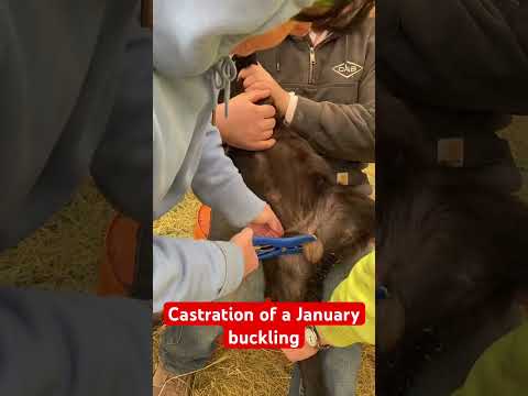 Castrated January born bucklings to make them wethers. We use the banding method. #goats #farmlife
