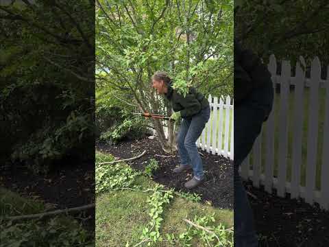 How To Prune Rose Of Sharon✂️????