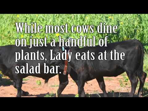 Grazing Cover Crops - Jimmy Emmons