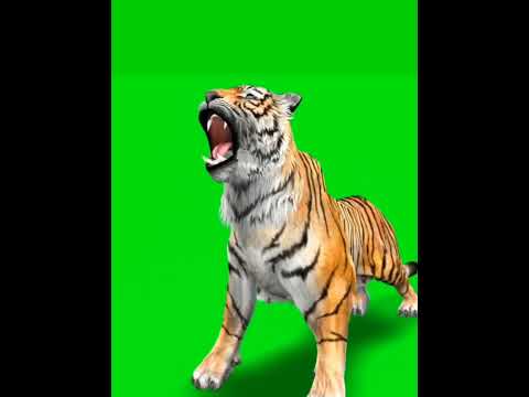 Tiger Green Screen VFX Video