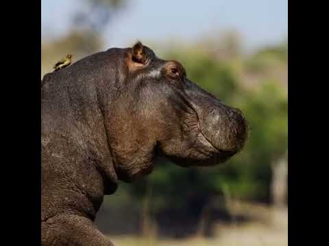 Go Diego Go Pictures of Animals