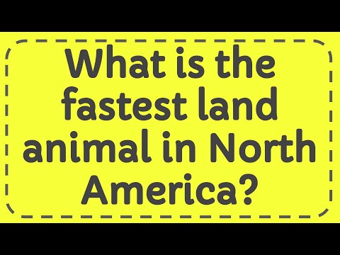 What is the fastest land animal in North America?