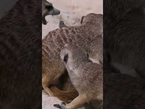 nature | Meerkat | animal | forest | beautiful scenery |realistic & relaxing clip|PT6|EP3| 🌄🏞️🤩😍🥰❤️💕