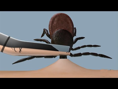 Tick Borne Diseases On The Rise