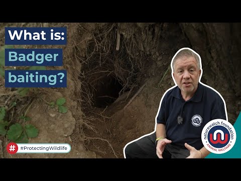 What is badger baiting?