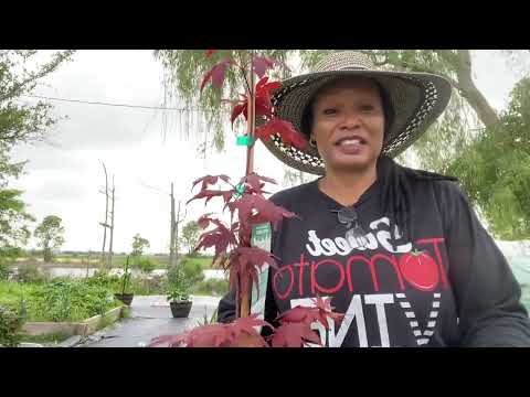 Walmart Japanese Maple Tree Sale