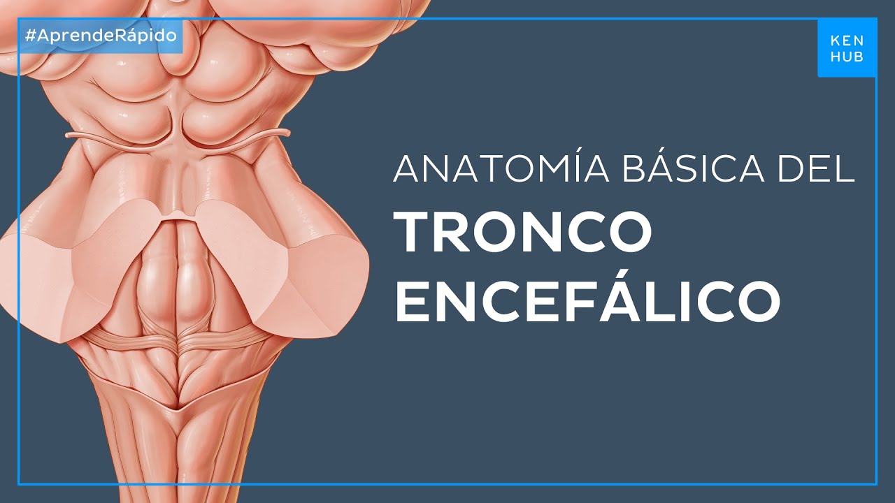 Tronco encefálico: Anatomía y funciones - Anatomía Fácil | Kenhub