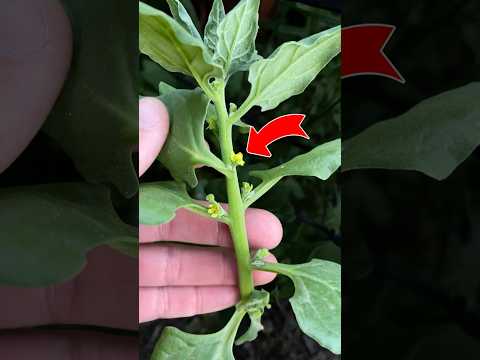 Spinach: When to Harvest Your Own Seeds