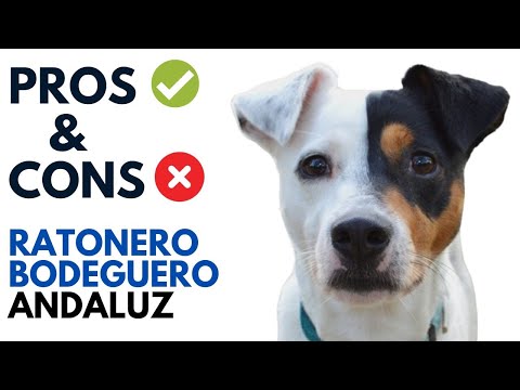 Ratonero Bodeguero Andaluz Dog Pros and Cons Ratonero Bodeguero Andaluz Advantages and Disadvantages