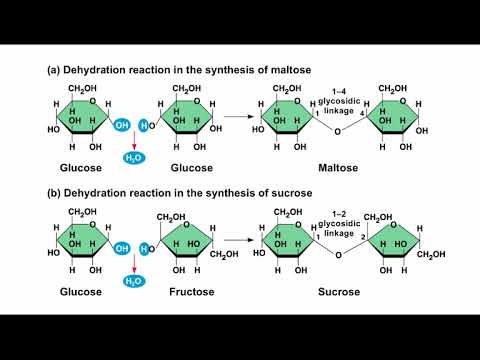 BCOR011WL Chpt 5 - CarbsLipids