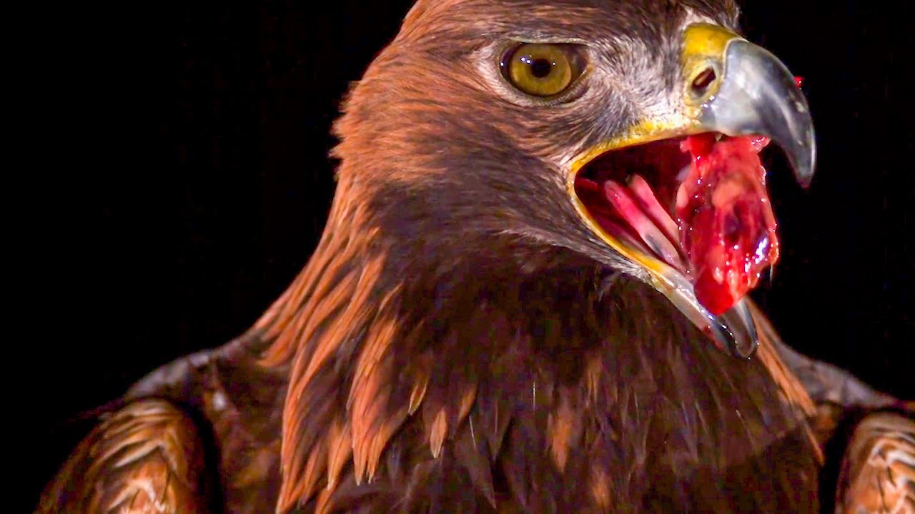 Golden Eagle Flying In Slow Motion | BBC Earth