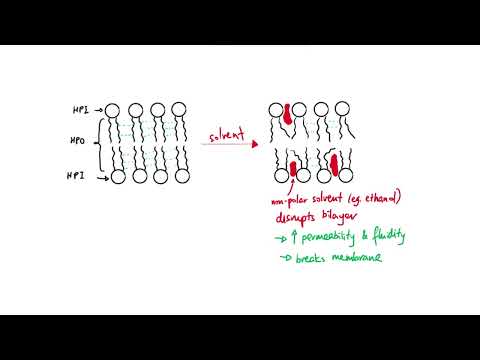 AS Biology - Factors affecting membrane structure (OCR A Chapter 5.2)