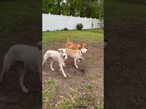 Adopt beautiful Scarlett! Renegade Paws in Savannah! #love #adoptme #dog #savannah