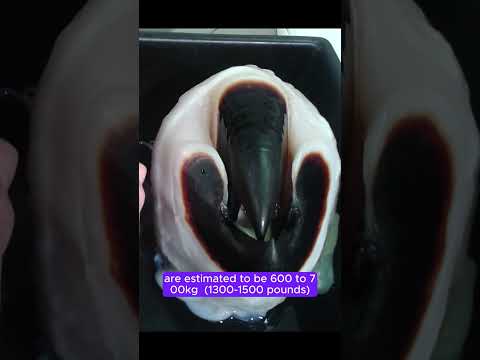 Giant ancient cephalopod. Parapuzosia seppenradensis.