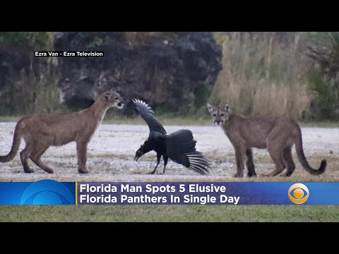Florida Man Spots 5 Elusive Florida Panthers In Single Day, 4 At The Same Time