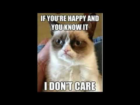 Funny grumpy cat memes alpha