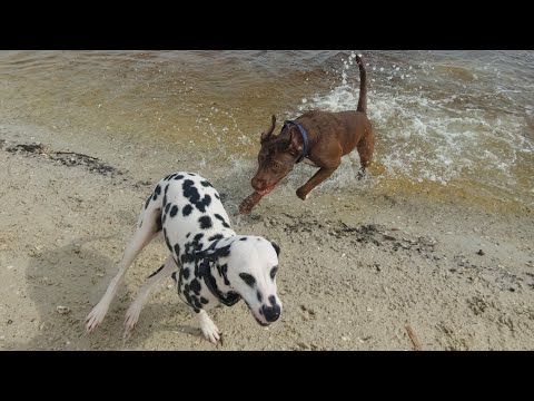 Doggie Beach part 2