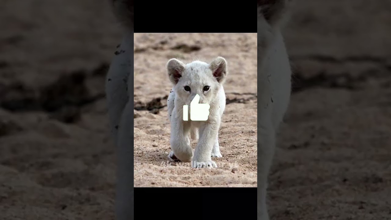 4k wallpaper baby lion #shorts #viral #4k #4kstatus #ytshorts #lion #whitelion