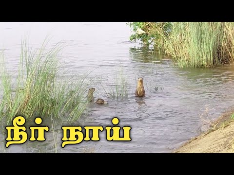 நீர் நாய் காவேரி ல நிறைய இருக்கு | நீர் நாய் | Otter in tamil
