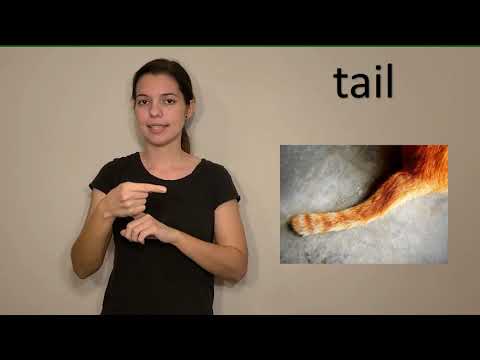 1A.12 ail and oil Word Families