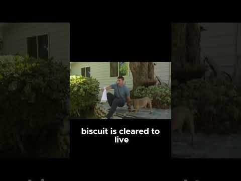 ๐ Dog Rescued from Mite Infection ๐