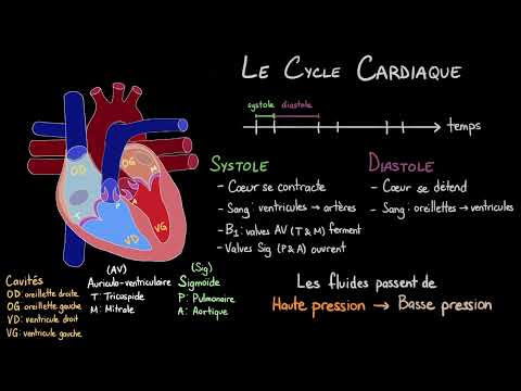 Le Cycle Cardiaque - Le Lub Dub d'un Battement de Cœur