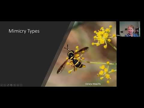 Who Are You Really? Masters of Mimicry and Deception in the Insect World