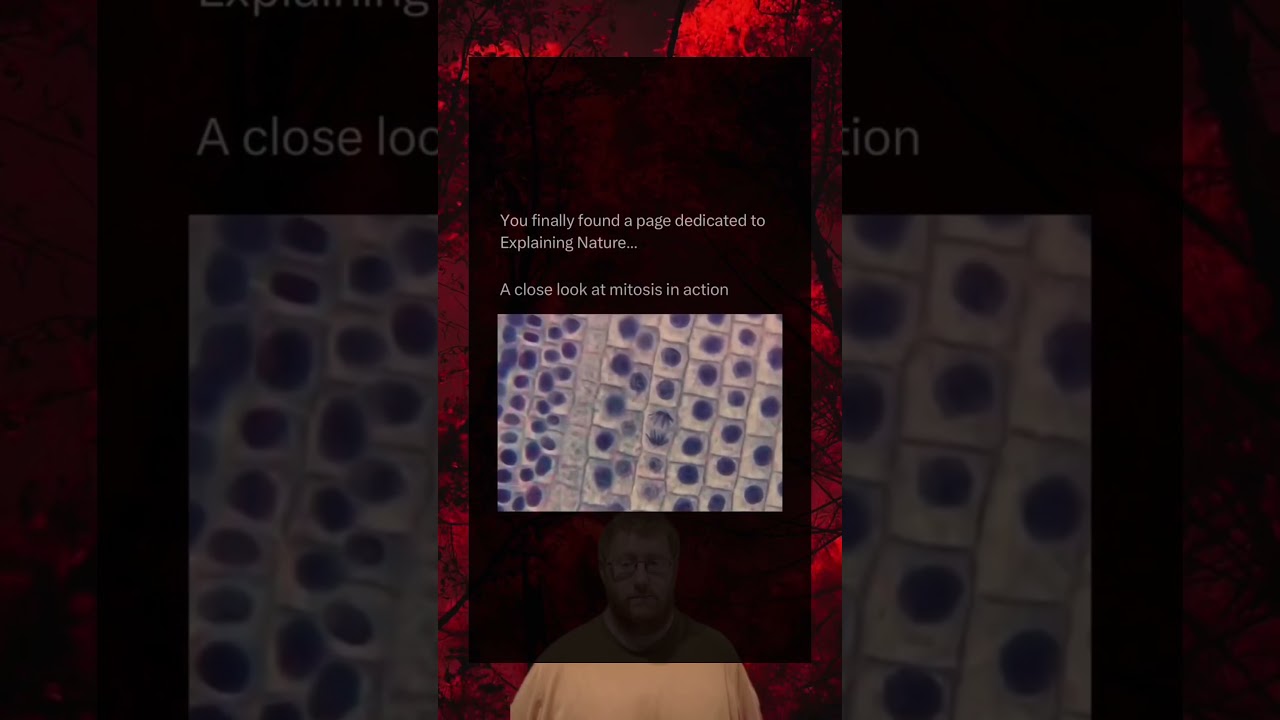 A close look at mitosis in action