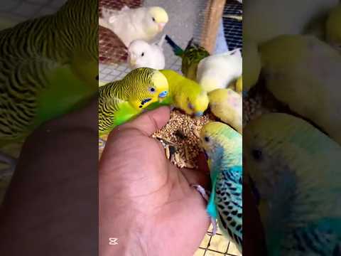 Budgie parakeet 🥰❤️ #budgie #budgies #budgiesfeeding #finches #lovebirds #pets #pigeon #parrot #1k
