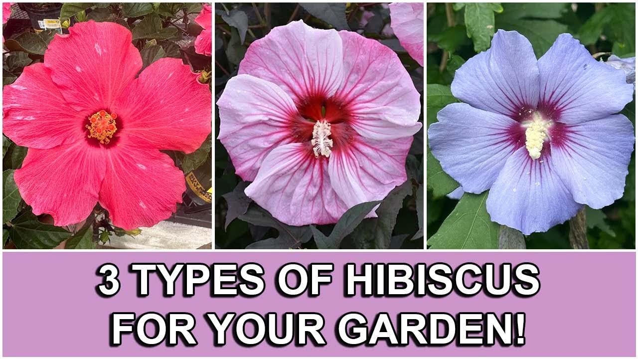 3 Types of Hibiscus For Your Garden! 🌸