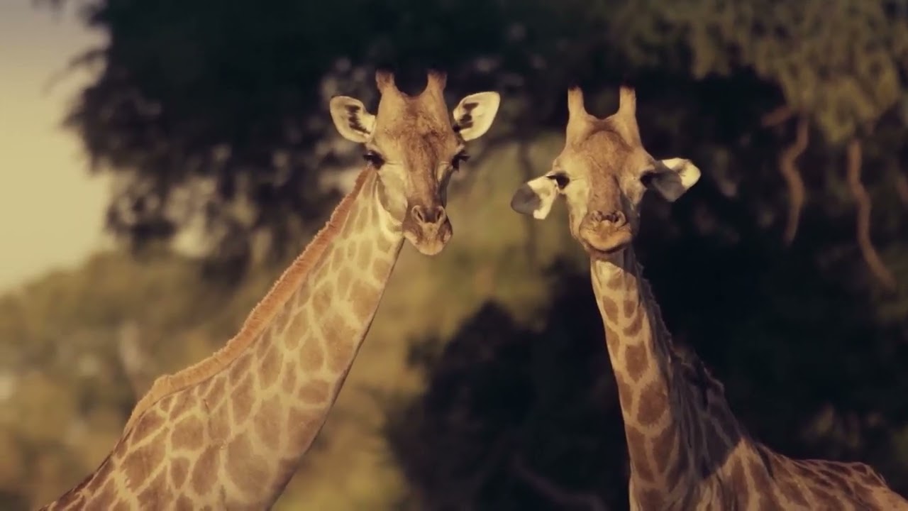 Bing Wallpaper Videos - May 2022 Update