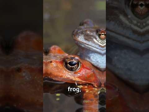From Wiggly Tadpole to Jumping Frog🐸✨ #frogs #LifeCycle #Shorts #Nature #fauna #faunaearth