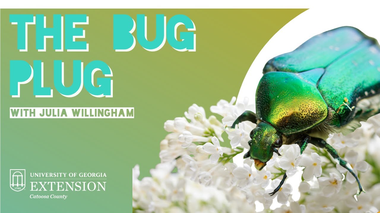 All about GREEN JUNE BUGS on The Bug Plug!