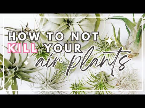 Everything You Need To Know About Air Plants | Complete Tillandsia Care Guide | Houseplant Care