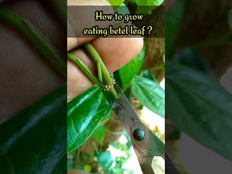 how to grow eating betel leaf ? (पान,nagarvel ) #shorts