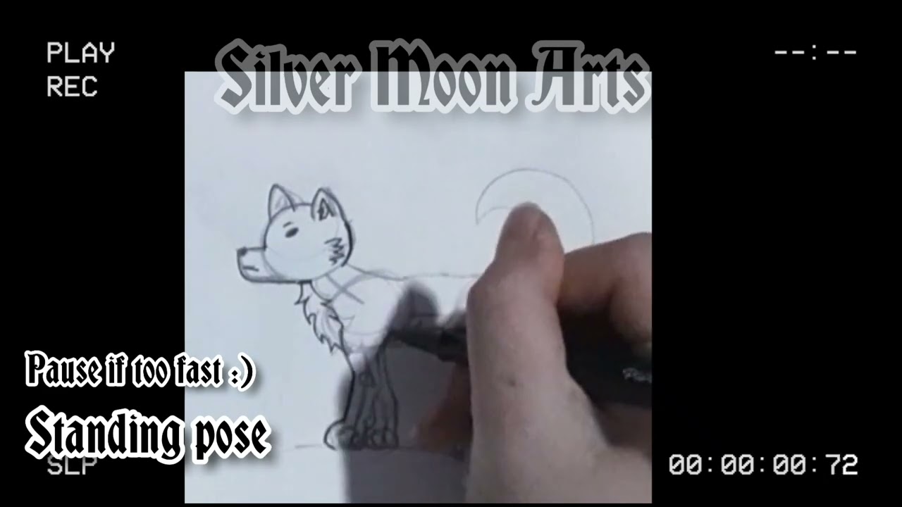 ଓ How to draw a wolf! 3 basic poses for wolfs. (compilation) ଓ