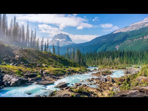 Gentle Stream Sounds in Canada | Spring Day Ambience | Birds River Water White Noise | 12 Hours