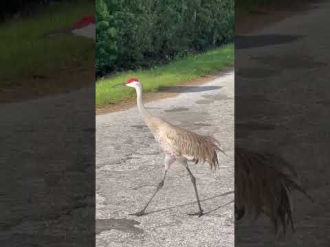 Sandhill Crane #birds #animals #animalshorts