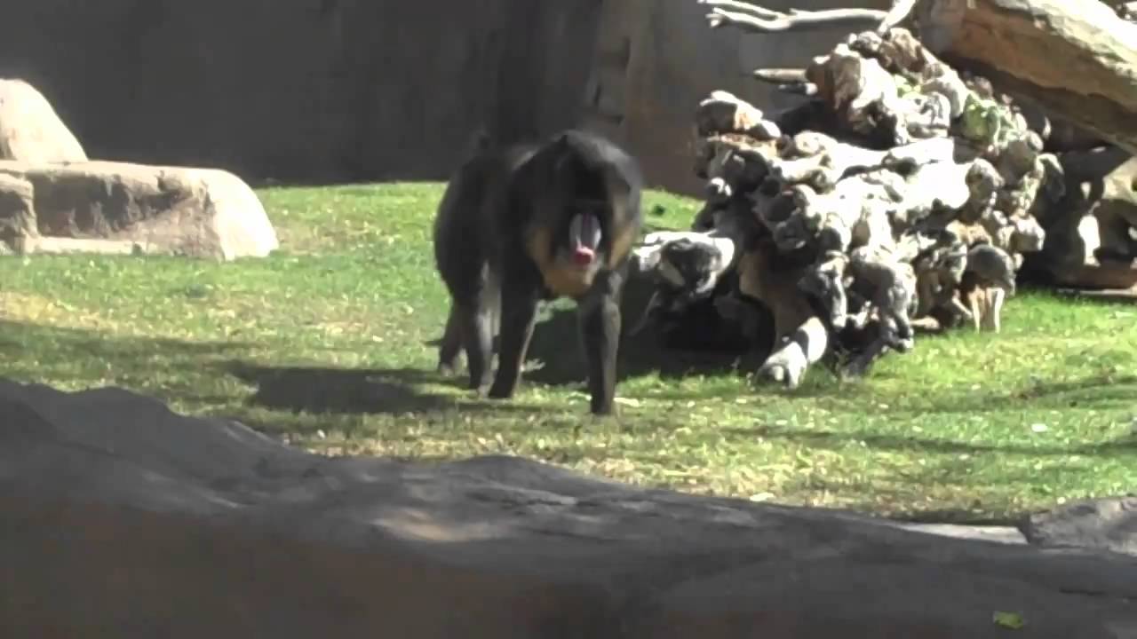 Phoenix Zoo Animal of the Week: Mandrill