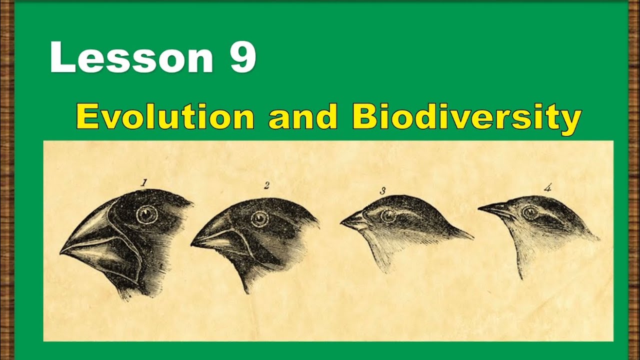 Understanding Biodiversity and Evolution: Key Concepts and Evidence ...