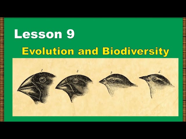 Understanding Biodiversity and Evolution: Key Concepts and Evidence | Galaxy.ai | Galaxy.ai