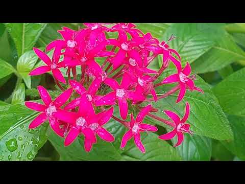 Flowers - Pentas(Magenta Colour)