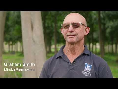 The value of trees on a dairy farm