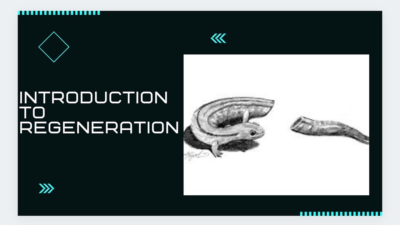 Introduction to Regeneration