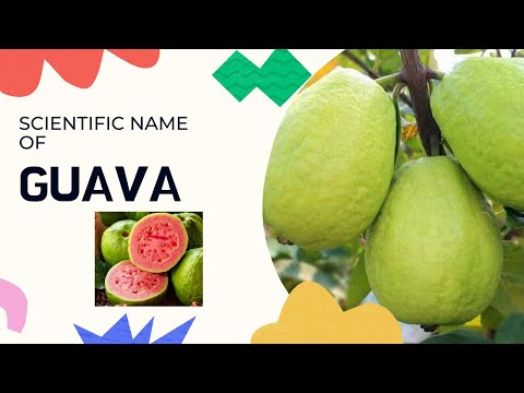 GUAVA | Scientific Name