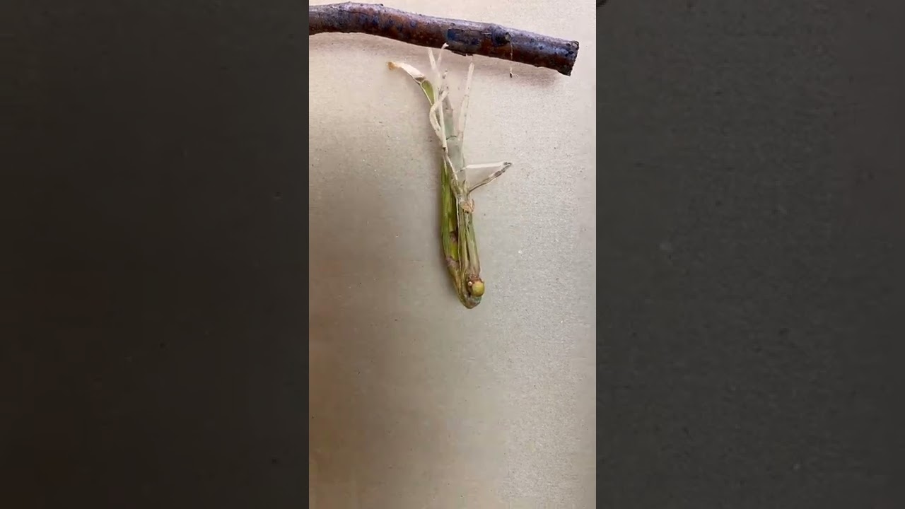 This One Is Never Seen Before