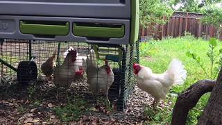 Introducing new chickens